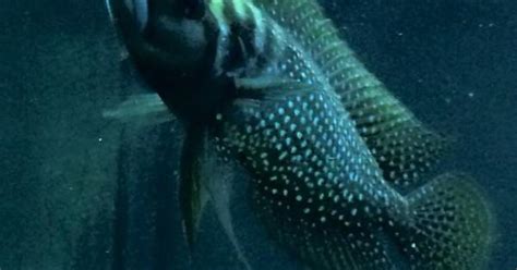 Black Calvus Cichlid Album On Imgur