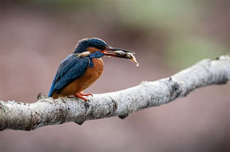 부리에 막대기로 물고기를 가진 일반적인 킹피셔 알세디니대 0명에 대한 스톡 사진 및 기타 이미지 0명 검은딱새 낚시