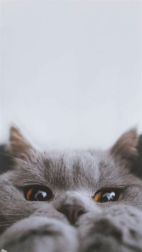 200 Cute Cat Aesthetic Wallpapers