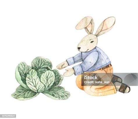 양배추와 수채화 귀여운 토끼 정원사 봄 여름 아기 캐릭터 초대장 인사말 카드 포장 인쇄물 베이비 샤워에 적합합니다 0명에 대한 스톡 벡터 아트 및 기타 이미지 Istock
