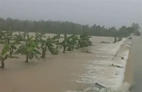 Banjir Terjang Lumajang Puluhan Hektar Lahan Pisang Dan Padi Terendam