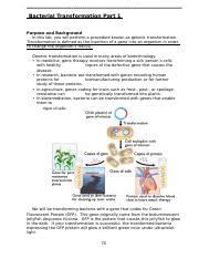 Bacterial Transformation Lab Docx Bacterial Transformation Part Purpose And Background