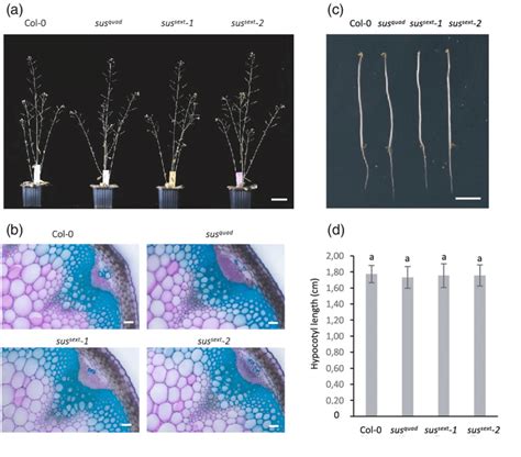 Phenotype Of Arabidopsis Sus Mutants A Eight Week Old Wild Type