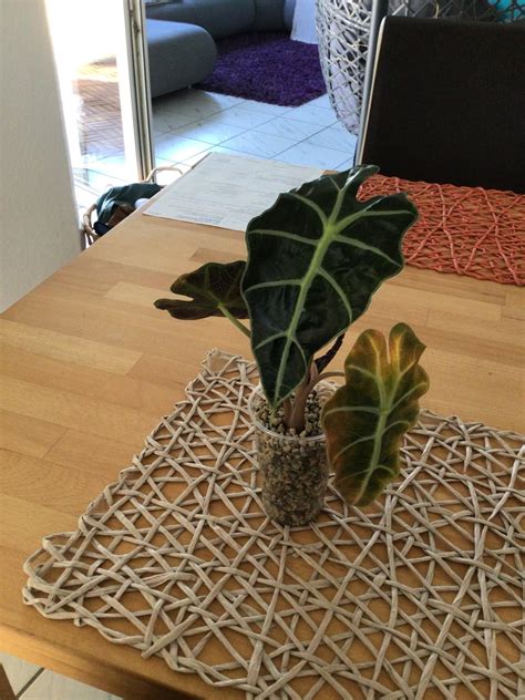 Help My Plants Arent Looking Good Since Transitioning Them To Pon R