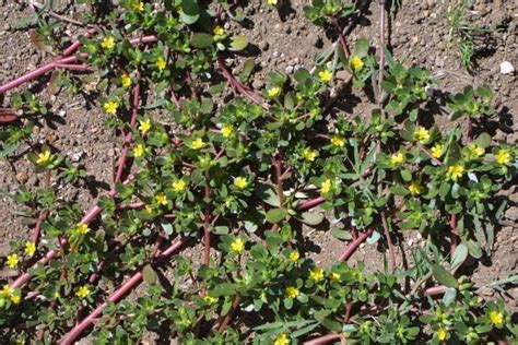 Wild Portulaca Weed Control Bayer Crop Science New Zealand