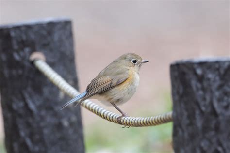 冬の朝のひととき By Kamikawa （id：12247193） 写真共有サイトphotohito