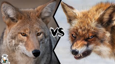 Coyote Vs Fox 11 Key Differences Between Them 44 OFF