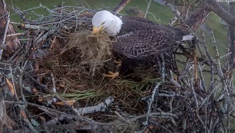 Video Nest Prepping Is In Full Swing Egg Laying Coming Soon Swfl