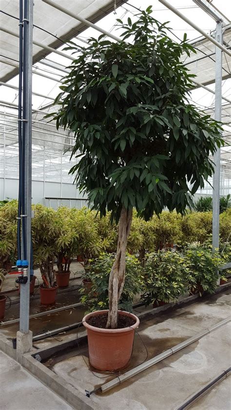 Фикуси ФЛОРА ГРАДИНСКИ ЦЕНТЪР