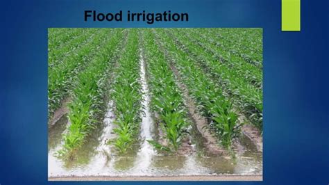 Fodder Maize Slidshare Pptx