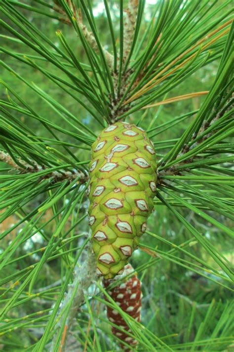Free Images Tree Nature Grass Green Evergreen Fir Conifer