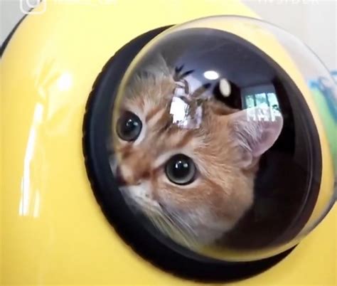 خرید کیف گربه اصل با تخفیف ویژه از هپی پت شاپ Happypet