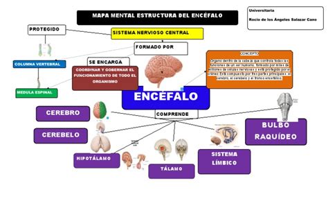 Mapa Mental Del Encefalo Pdf Images And Photos Finder