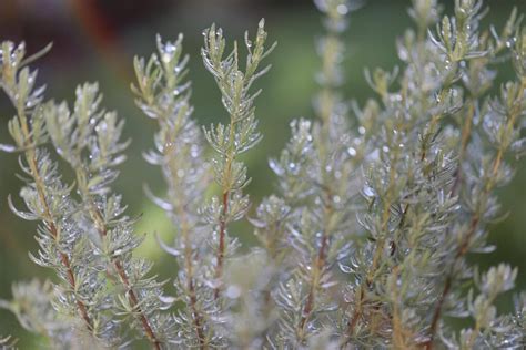 Protecting Rosemary From Frost Its Lowest Temperature Limit And Care