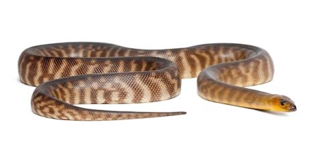 Premium Photo Python Aspidites Ramsayi Against White Surface