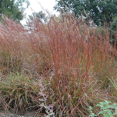 Native Grass Seed American Meadows