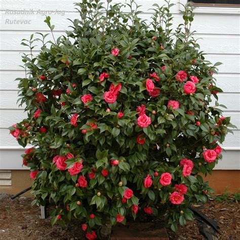 Kamelija Sadnice Archives Prodaja Sadnica