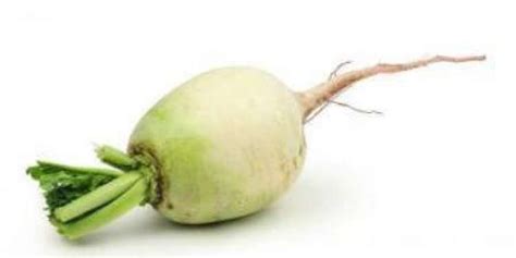 Белая редька полезные свойства и ее пищевая ценность а также калорийность