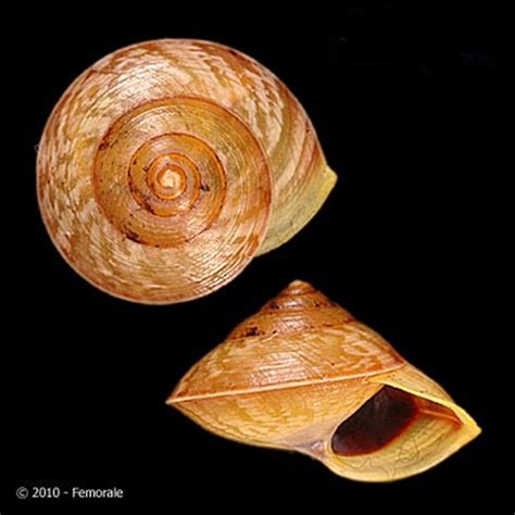 Helicina Rhynchostoma L Pfeiffer 1865 Moluscos Do Brasil
