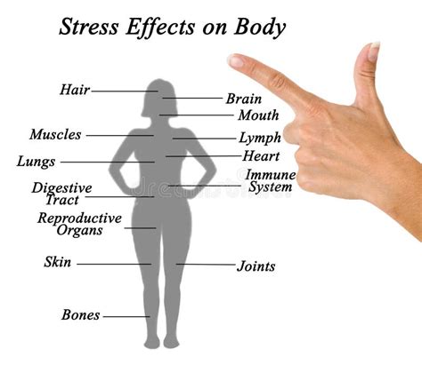 Stress Effects On Body Stock Image Image Of Organs Hair 85687469