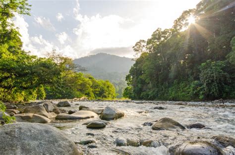 5 Reasons To Stop What Youre Doing And Save Rainforests Rainforest Trust
