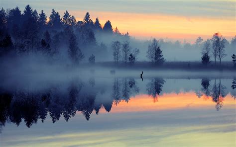 Landscape Nature Mist Forest