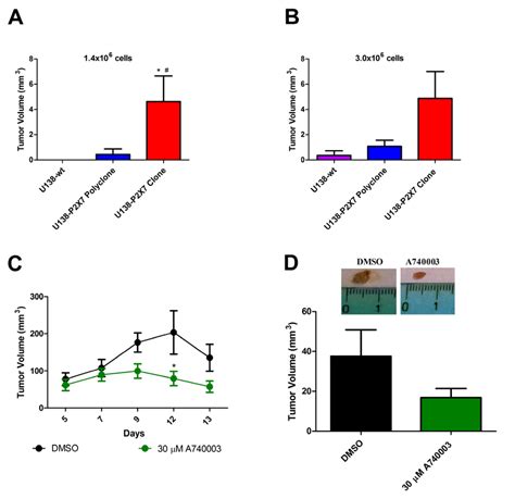 P2x7r Expression Increases In Vivo Tumor Growth Male Athymic Mice Were