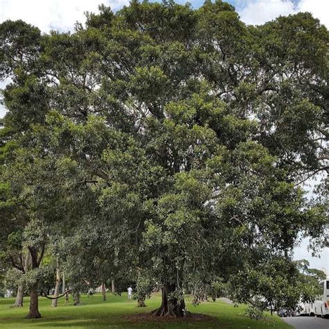 Ficus Rubiginosa Rusty Fig Port Jackson Fig 100 Seed Pack Online
