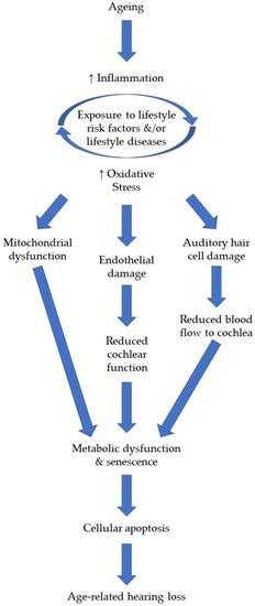 Lifestyle Risk Factors And The Role Of Oxidative Stress In Age Related