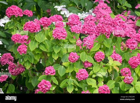 Bigleaf Hydrangea Pink Flowers Border Garden Hydrangea Macrophylla