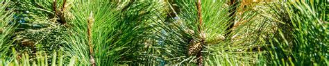 What Is An Evergreen Tree Examples Differences And Complete Care