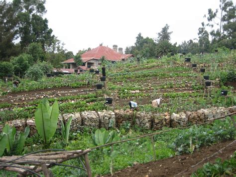 Urban Garden program #ethiopia | Urban garden, Ethiopia, Outdoor