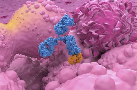 Monoclonal Antibody Therapy For Breast Cancer Illustration Stock