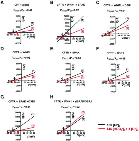 I V Relationship For The Whole Cell Current Measurements In Figure Download Scientific Diagram