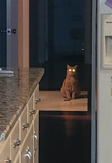 He Is Plotting My Death Rholdmycatnip