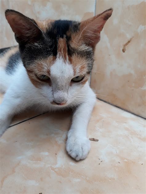 Github Astandritwincatsclassificationkeras A Project To Classify My Twin Cats Using Keras