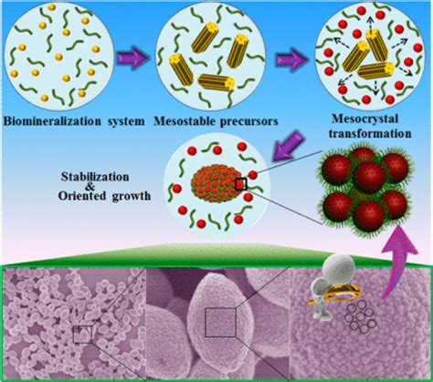 Protein Biomineralized Nanoporous Inorganic Mesocrystals With Tunable Hierarchical