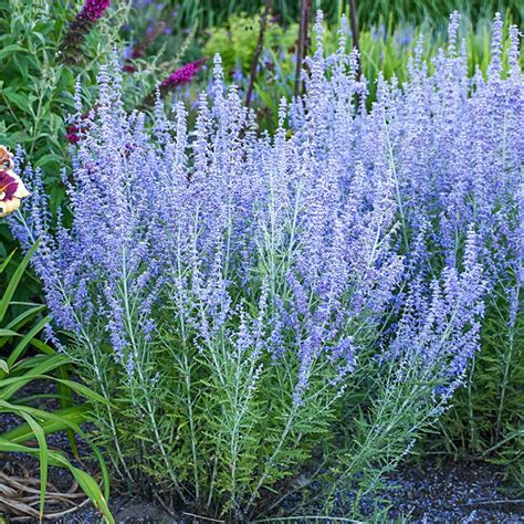 Russian Sage A Garden Center Duluth Minnesota Plants Trees