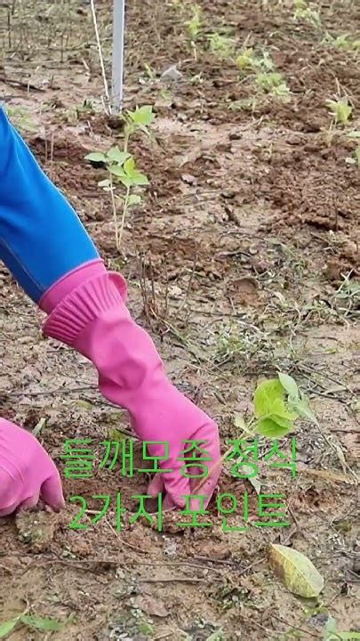 들깨모종 정식 2가지만 체크 하시고 심는영상 한번 보세요 Youtube