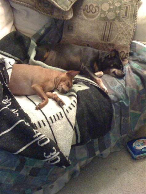 Brother And Sister Napping ️ ️ Combat Boots Brother Sister Army Boot
