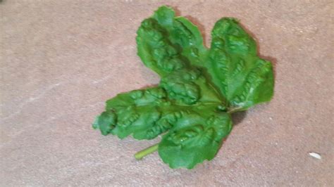 خسارت کنه نمدی در انگور شرکت مهندسی کشاورزی خزانه ای صحرا