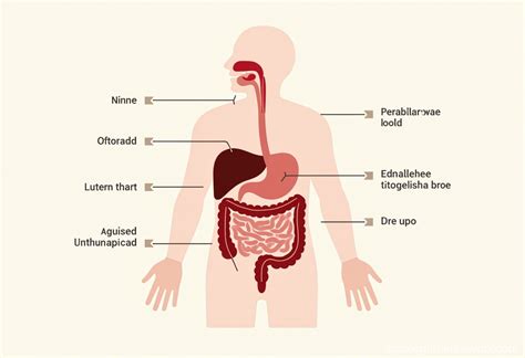 Digestive System Illustration Stable Diffusion Online