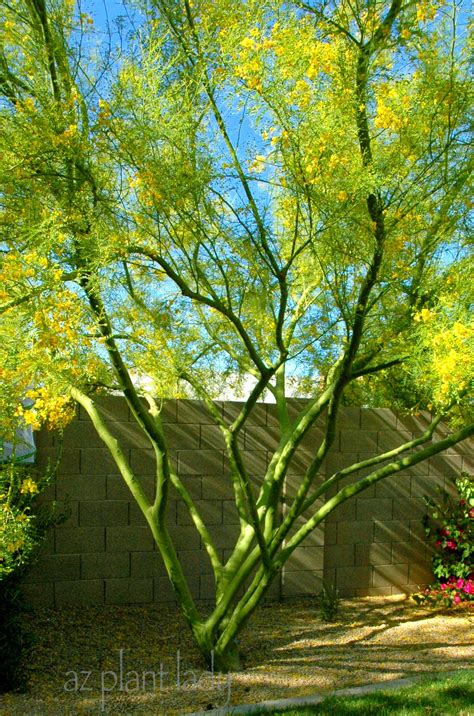 Trees In Arizona With Green Bark At Charles Lindquist Blog