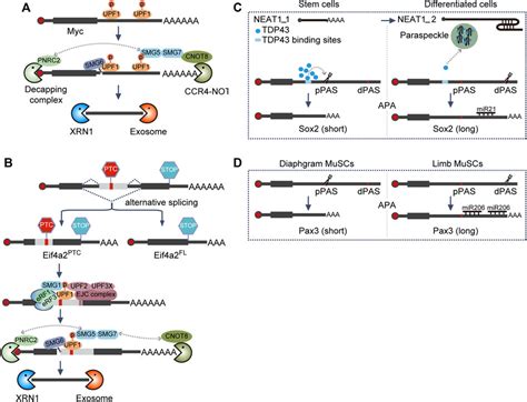 Frontiers Control Of RNA Degradation In Cell Fate Decision
