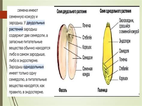 Ботаника Строение семян однодольных и двудольных растений Прорастание