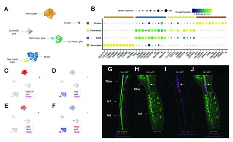 The Tarsus Contains Several Types Of Non Sensory Non Epithelial Cells