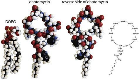 Molecular State Of The Membrane Active Antibiotic Daptomycin Biophysical Journal