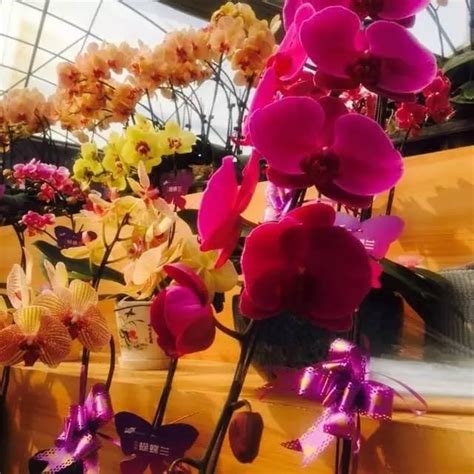 大咖推薦陝西2016秋季花卉創意體驗節 每日頭條