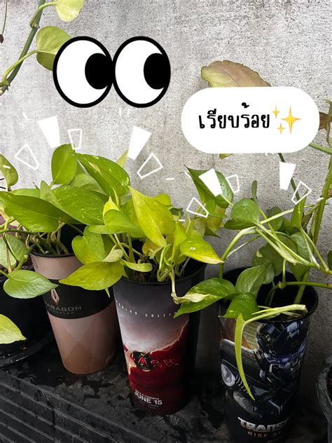 Diy กระถางต้นไม้🌿 จากแก้วน้ำโรงหนัง แกลเลอรีที่โพสต์โดย Choncha Lemon8