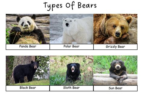 Learn The Different Types Of Bears Bear Match Bear Identification